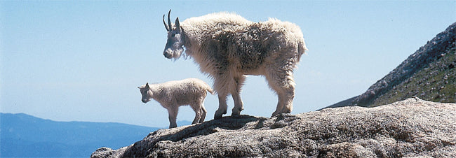 Mountain Goat Sex Identification – ghilliesuitshop