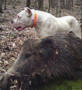 Feral Hogs using Dogs – ghilliesuitshop