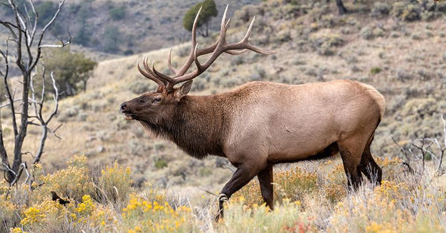 Elk Hunting - Tips to face such a big challenge. Part II – ghilliesuitshop
