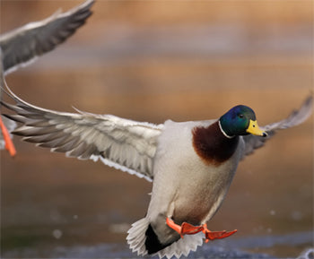 Duck hunting with a bow? – ghilliesuitshop